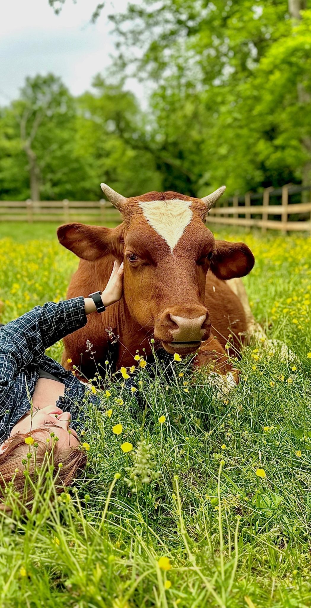Moose – Rosie's Farm Sanctuary