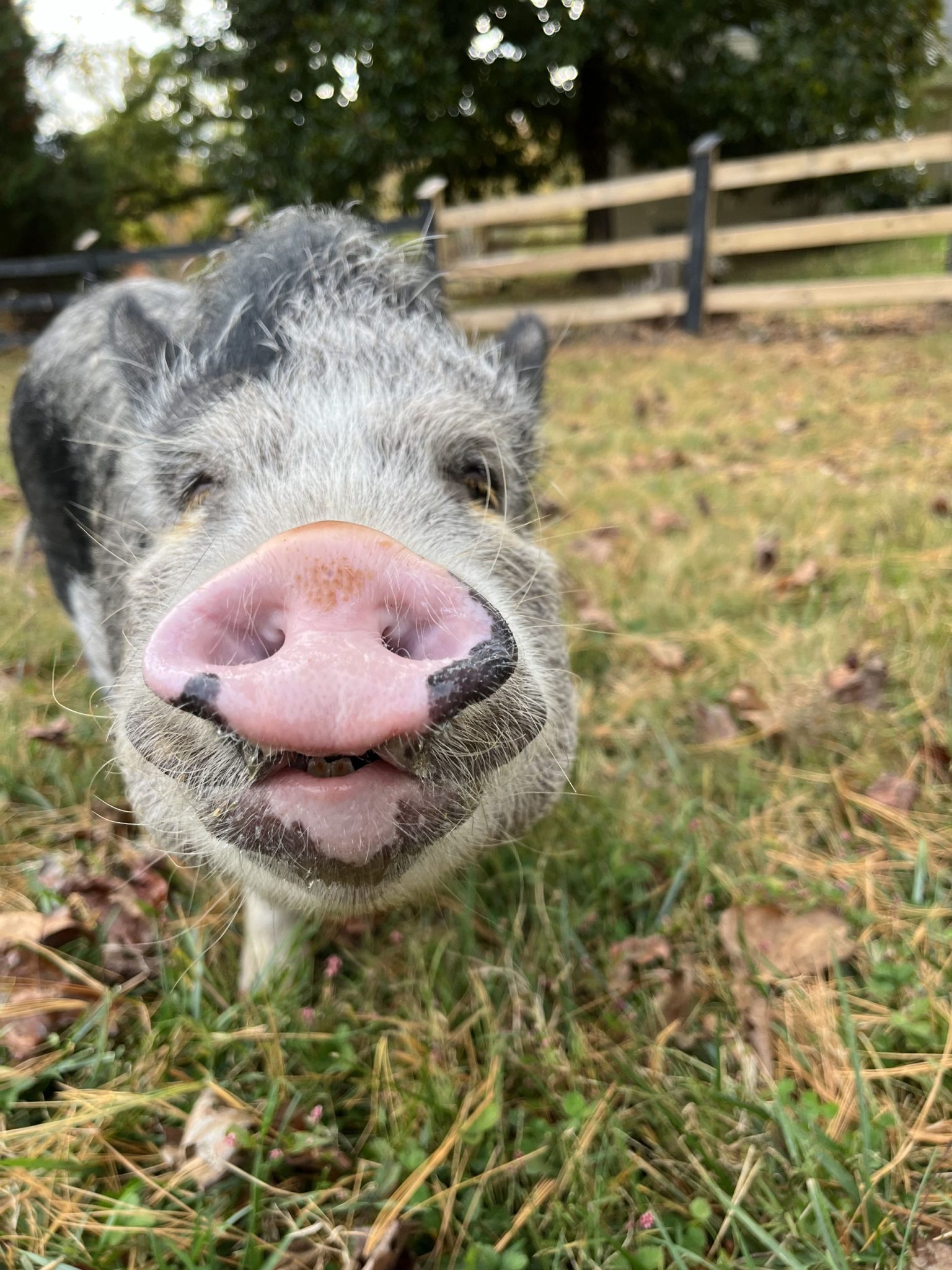 Teddy – Rosie's Farm Sanctuary